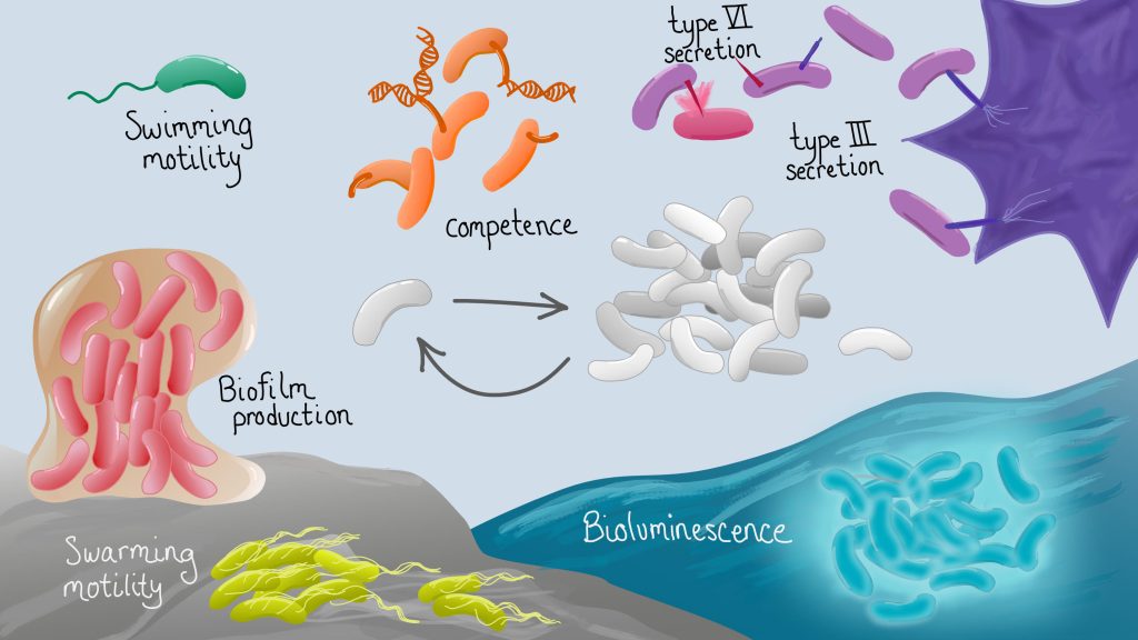 QUORUM SENSING. Compuestos fenólicos de las plantas ihiben la ...